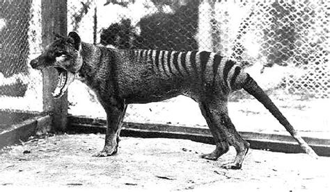 Watch Last Known Footage of Extinct Tasmanian Tiger From 1935 That Was ...