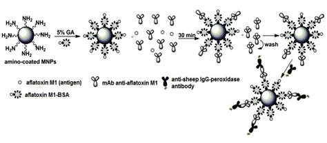 Principle Of Immunoassay Procedure For Method B Download Scientific