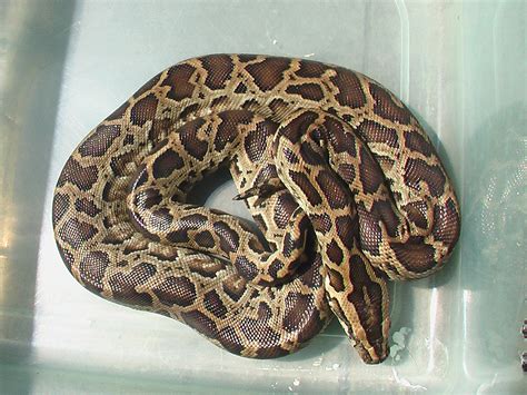 Jual Ular Retic Jumbo Hewan Indonesia Dan Jual Beli