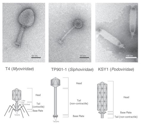 2 Transmission Electron Micrographs Upper Panel And Schematic