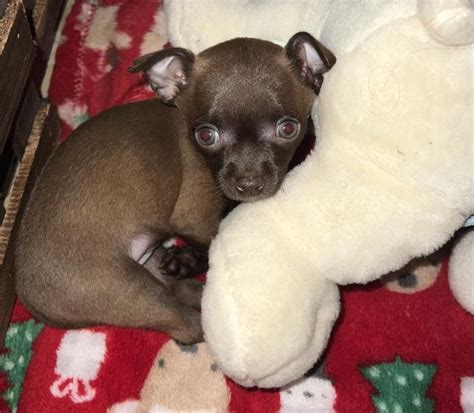 Chihuahua Cabeza De Manzana En La Chorrera Panamá Oeste Avisos Panamá