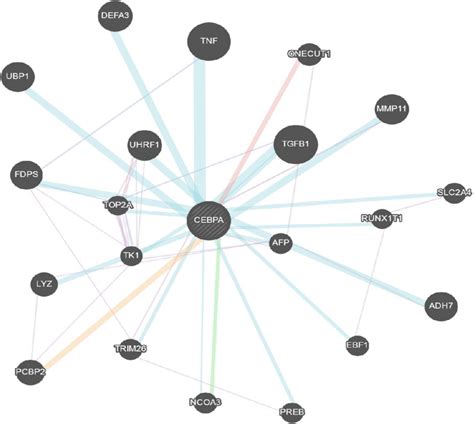 Prediction Of Genemania For Gene Gene Interaction Of Human Cebpa Gene