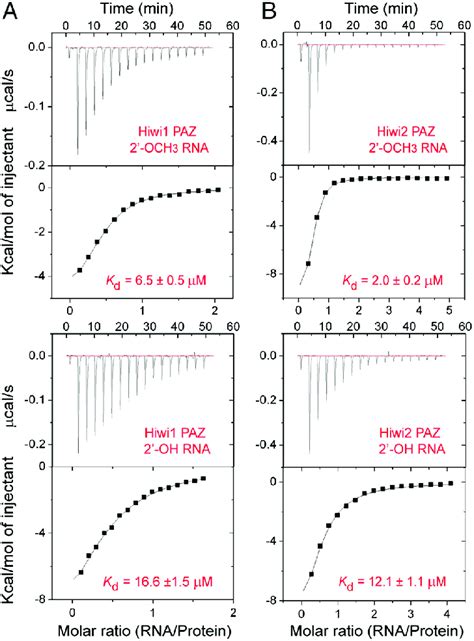 Rna Binding Analyses On Human Piwi Paz Domains A Itc Measurements