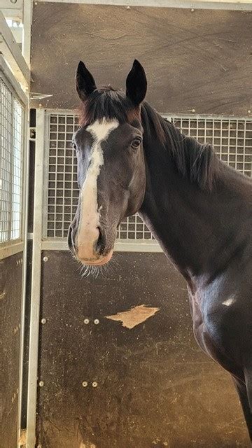 カワキタレブリー