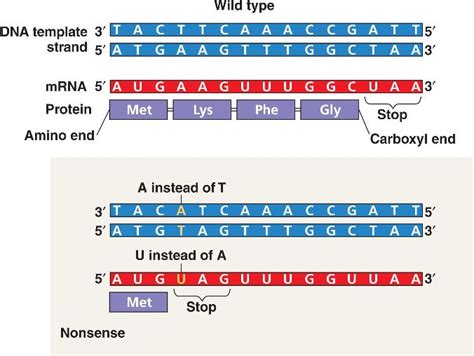 Mutation Nonsense 17 23cpointmutationtypes L 