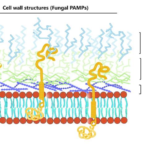Pattern Recognition Receptors That Sense Fungal Associated Pamps