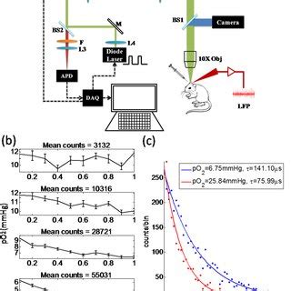 Electrophysiology Of 4 Ap Induced Epileptic Activity Top Example Of Download Scientific