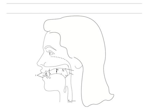 Vocal Tract Diagram Diagram Quizlet