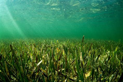 Ocean Insights Archives Sealegacy