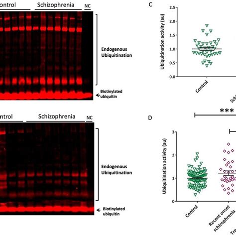 Regulation Of Foxo3 And β Catenin By Akt Erk And Ikk Signaling