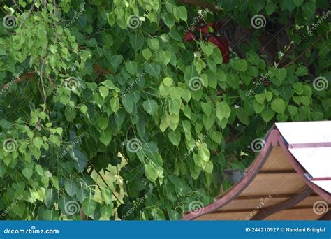 Newly Formed Leaves On A Peepal Tree Stock Image Image Of Yellow