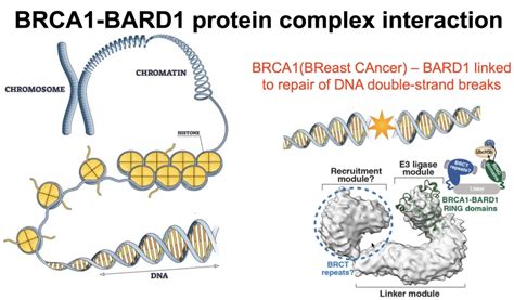 High Speed Afm Advancements For Protein Dynamics Research