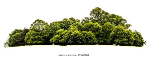 Free Tree Background Images Free Downloads Pikwizard