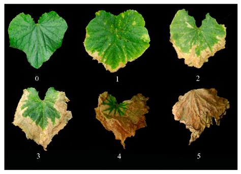 Qtl Mapping Of Heat Tolerance In Cucumber Cucumis Sativus L At Adult Stage