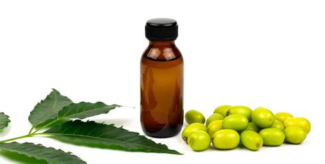 Neemöl Niemöl mit BIO Emulgator ab 16 95 p Liter Amansi