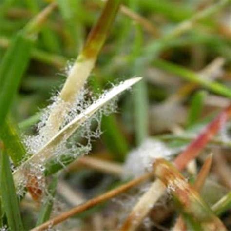 Lawn Diseases Commonly Found In Macon Ga Learn From The Macon Lawn Care Experts Liquid Lawn