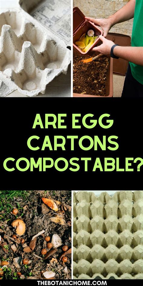 Can You Compost Egg Cartons Everything You Need To Know About Garden