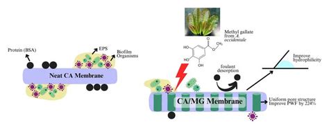 Biodegradable Ultrafiltration Membrane Enhanced With Anti Biofouling Agent From Anacardium
