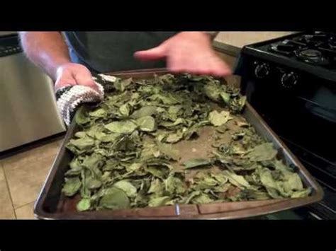 Drying And Storing Basil How To Dry Basil Drying Fresh Herbs