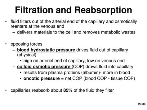 Filtration And Reabsorption Difference At Karen Watts Blog