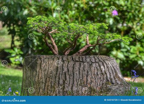 Bonzai Tree Planted Tree Stump Stock Photo Image Of Nature Blurred