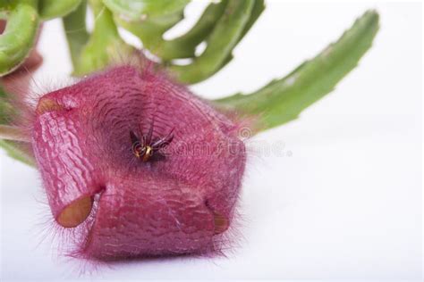 Shaggy Flower Stock Photo Image Of Plant Fruit Green 27733652