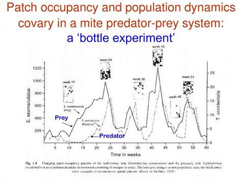 Ppt Spatial Ecology Metapopulations Powerpoint Presentation Free Download Id300460