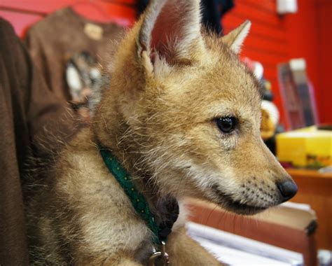 Baby Coyote 2 By Zortiger On DeviantArt