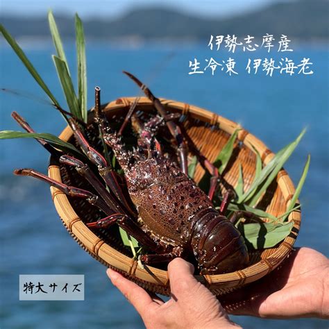 【訳あり品】 生冷凍 伊勢海老 伊勢志摩産 特大サイズ 1尾 約950g 海藻や ヤマウ食品 メルカリ