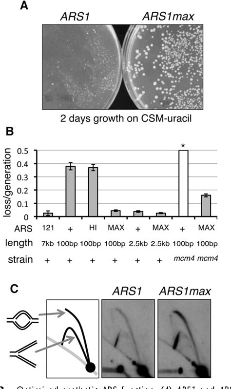 Figure 1 From Autonomously Replicating Sequences In Yeast High Resolution Mapping