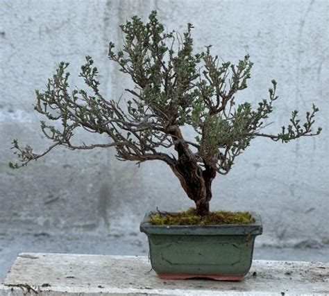 Bonsai Thyme Height Tree 20 Cm Depth Tree 30 Cm Japan