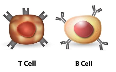 25 Differences Between T Cells And B Cells In Table Form
