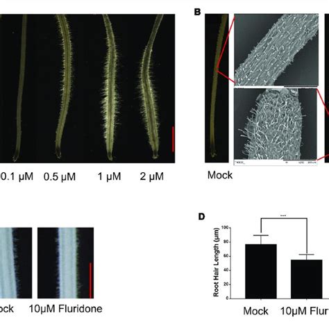 Pdf Abscisic Acid Regulates Auxin Homeostasis In Rice Root Tips To