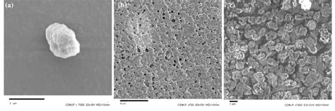 Sem Micrographs Of Formulation A A Formulation B B And Formulation