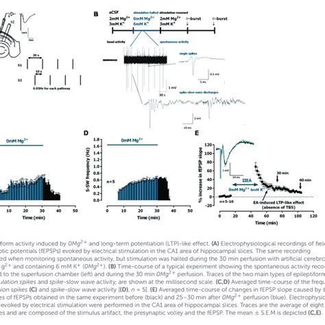 Sb Increases Basal Transmission Without Affecting Mechanisms