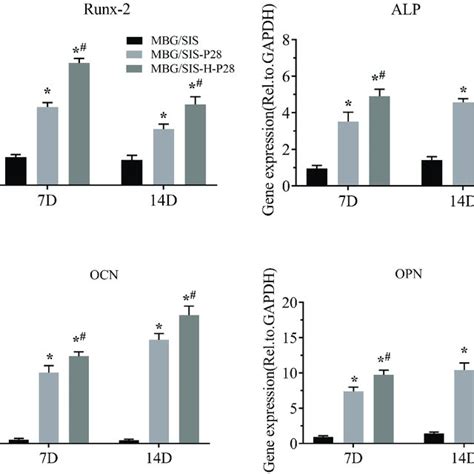 Time Course Changes In MRNA Expression Of Osteogenic Markers Such As
