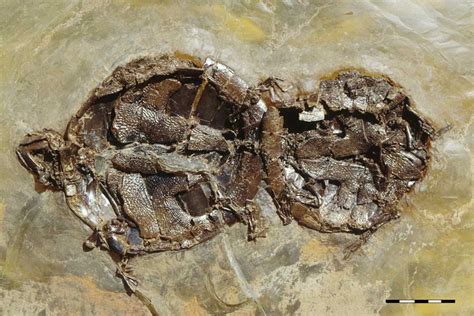 Image Gallery Fossilized Turtles Caught In The Act Live Science Image Gallery Fossilized Turtles Caught In The Act Live Science
