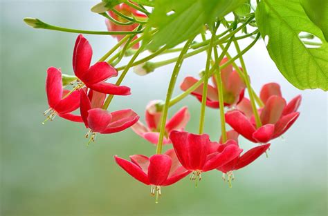 鲜花养护 使君子的养殖方法以及繁殖方法 好花网