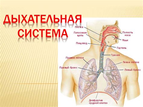 Дыхательная система Online Presentation