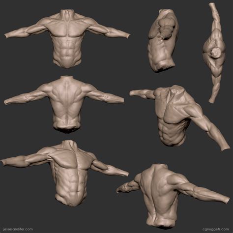 Anatomy Pose