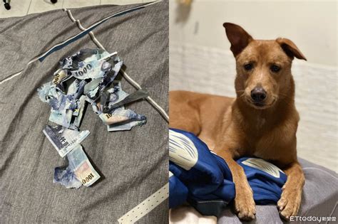 調皮狗吞下「萬元鈔票」扔滿床 飼主急求救過來人曝1招賭賭看 Ettoday寵物雲 Ettoday新聞雲