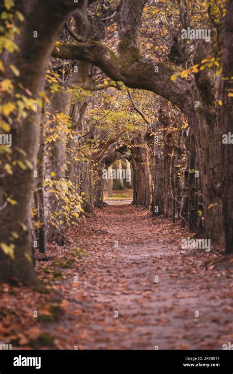 Natural Tunnel Of Love Formed By Old Willow Beech And Oak Tree