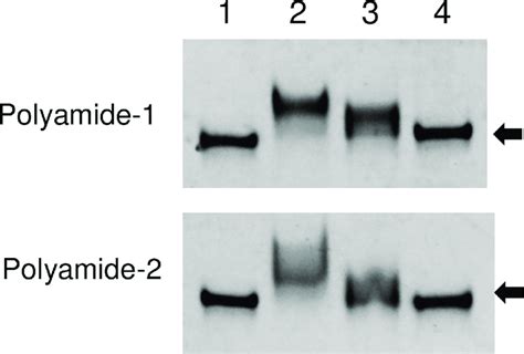 Gel Mobility Shift And Dna Binding Assays For Twist Related Protein 1