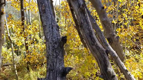 Sasquatch TeePee And A Grid Type Structure YouTube