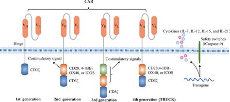 Frontiers Car T Cell Therapy In Hematological Malignancies 48 Off