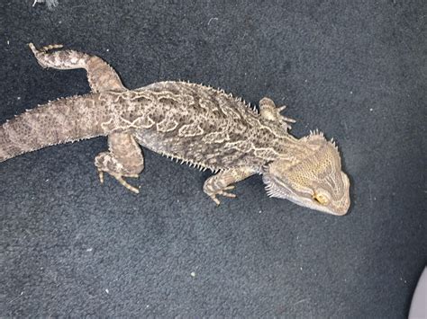 Unusual Behavior Rbeardeddragons