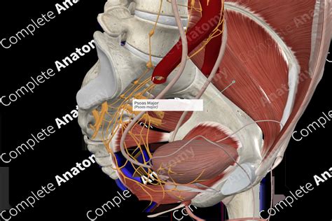 Psoas Major Complete Anatomy