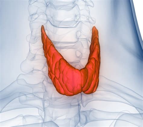 갑상선 기능 저하 및 항진증 증상과 피검사 네이버 블로그