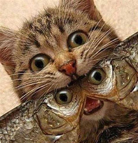 33 Funny Pics And Memes Of Random Offbeat Weirdness Team Jimmy Joe