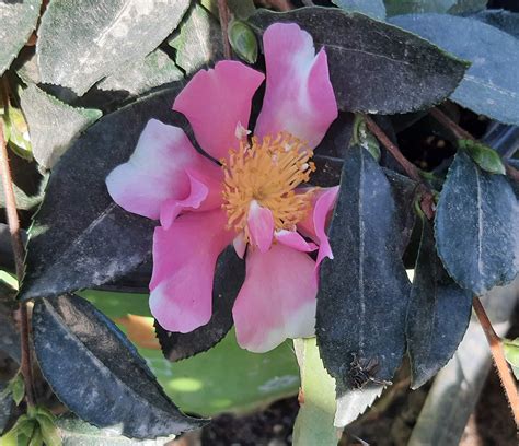 Camellia Sasanqua October Magic Pink Perplexion Urban Tree Farm Nursery